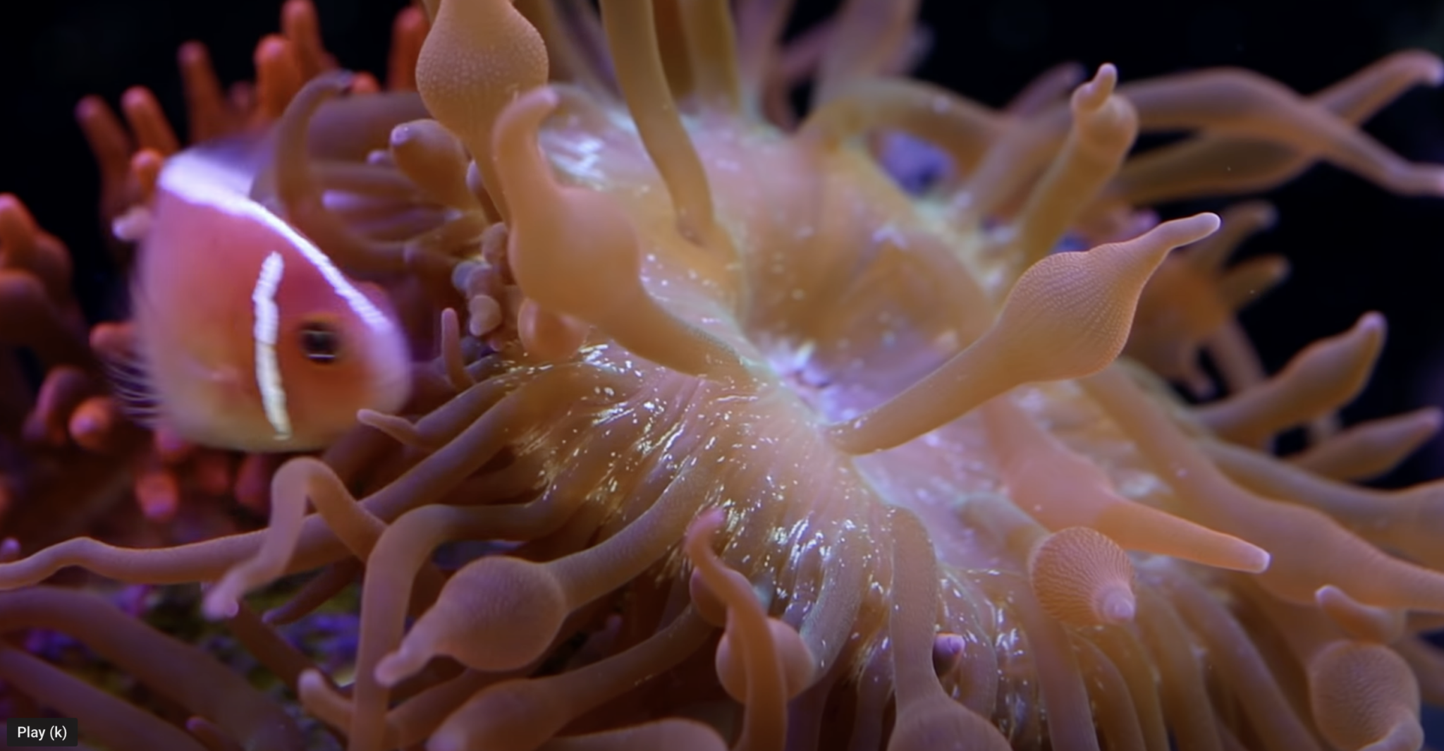 Clownfish Tank – East Idaho Aquarium