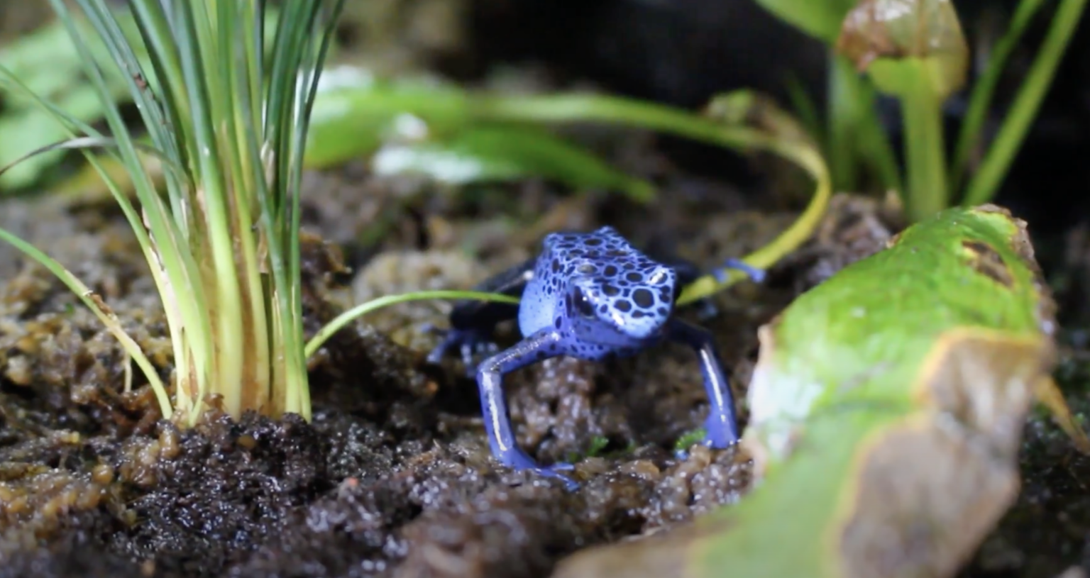 Poison Dart Frog - East Idaho Aquarium